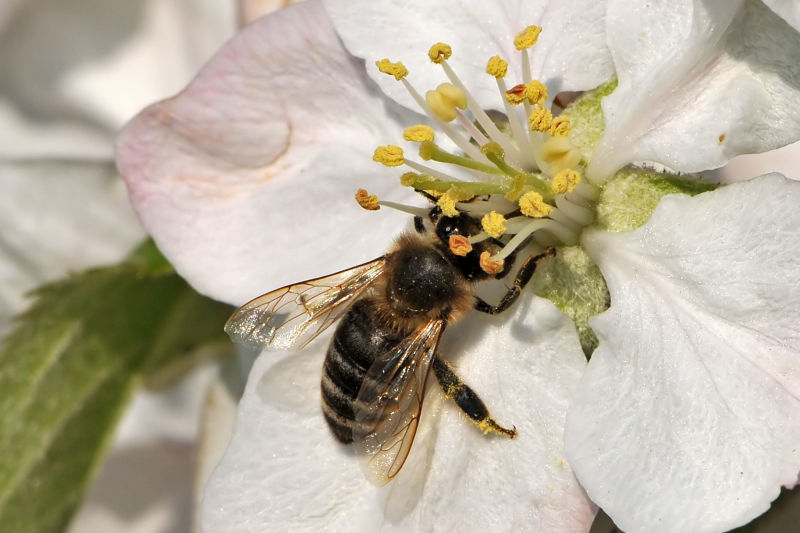 Bestuiving | Bestuivers